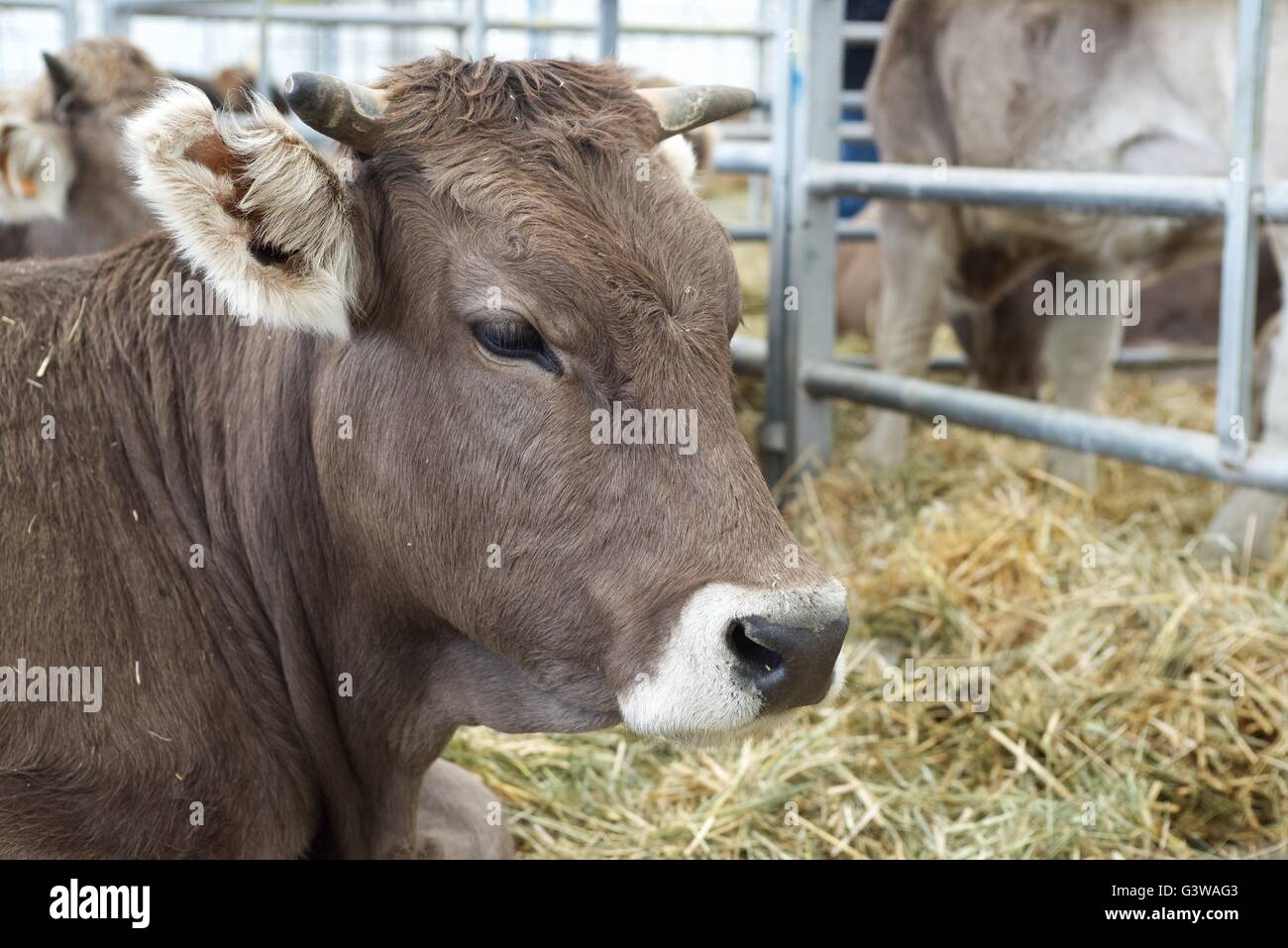 Indoor agricultural fair hi-res stock photography and images - Alamy