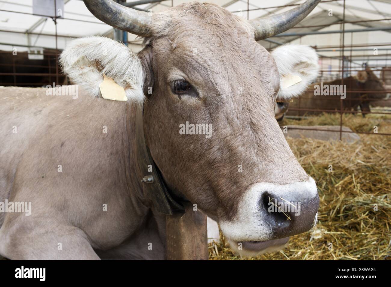 Close-up of a cow in a cattle fair Stock Photo - Alamy