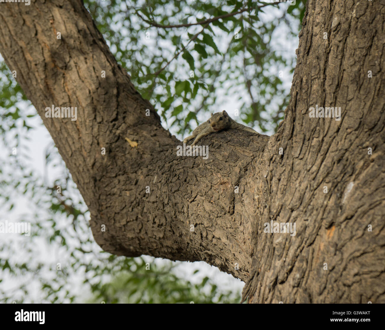 Relaxing Squirrel in a tree Stock Photo - Alamy