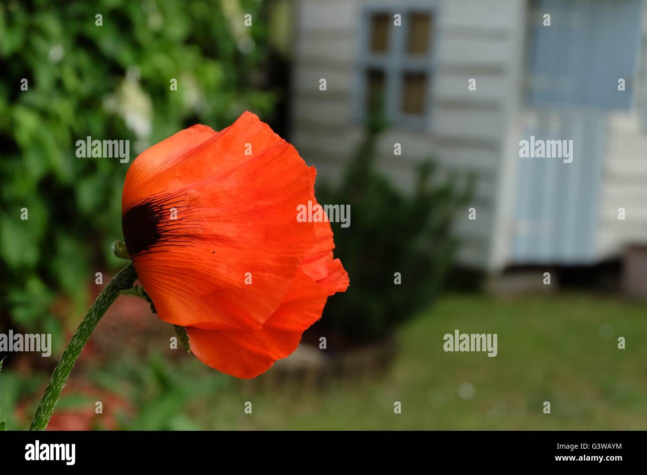 Side view poppy hi-res stock photography and images - Alamy