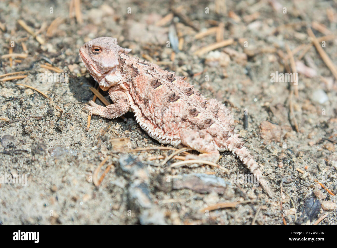 Horned lizard also known as horny toad or frog in natural habitat Stock ...