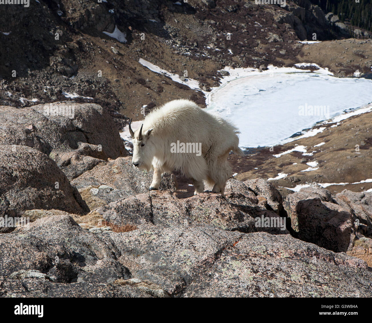 Goat Climbing Mountain High Resolution Stock Photography and Images - Alamy