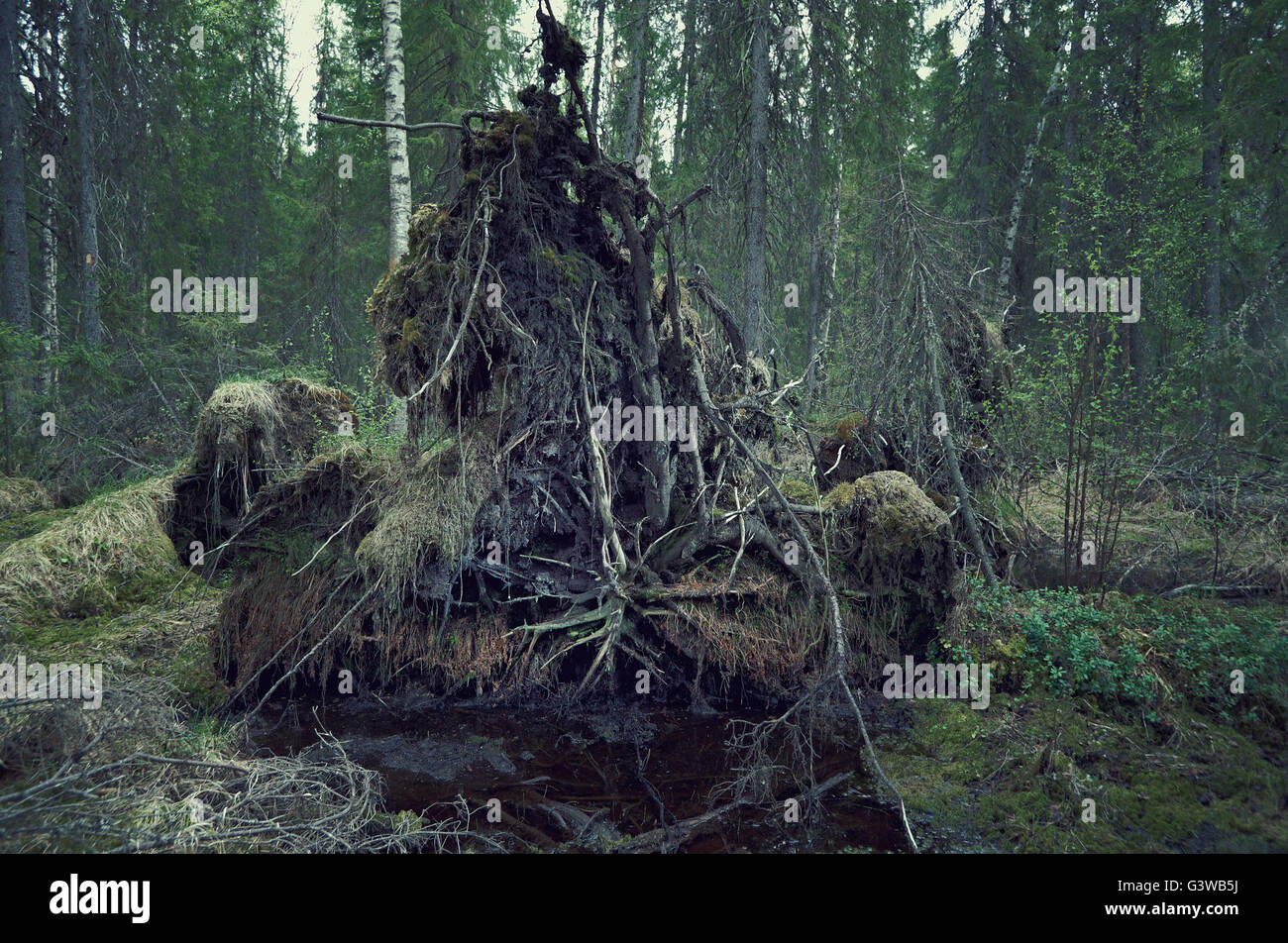 Upprooted spruce tree in the forest.Roots of a Dead Tree Stock Photo ...
