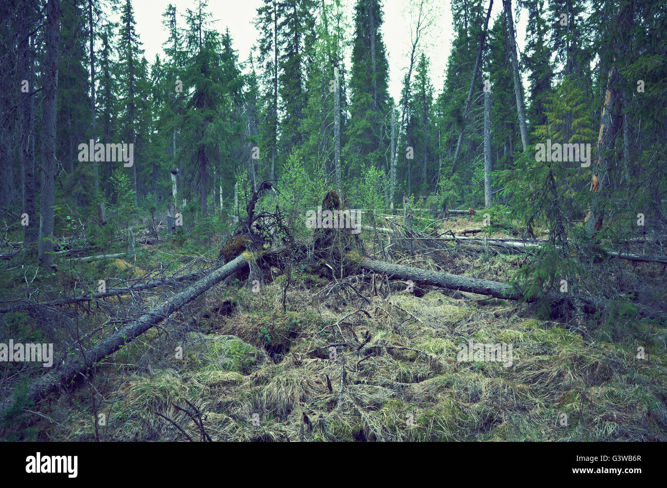 Windbreak tree hi-res stock photography and images - Alamy