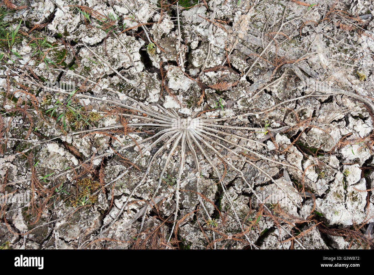 Dry decayed plant leaf at swamp in central Texas Stock Photo - Alamy