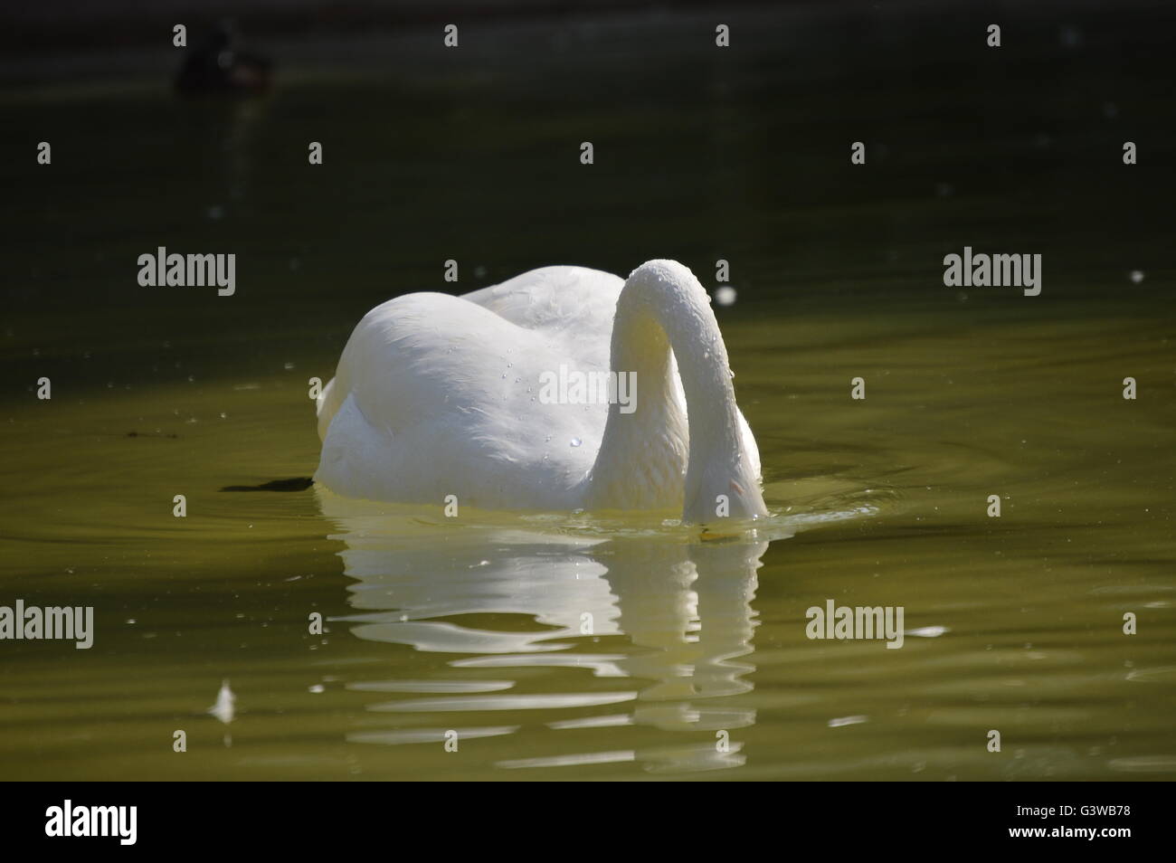 White swan inside pond hi-res stock photography and images - Alamy