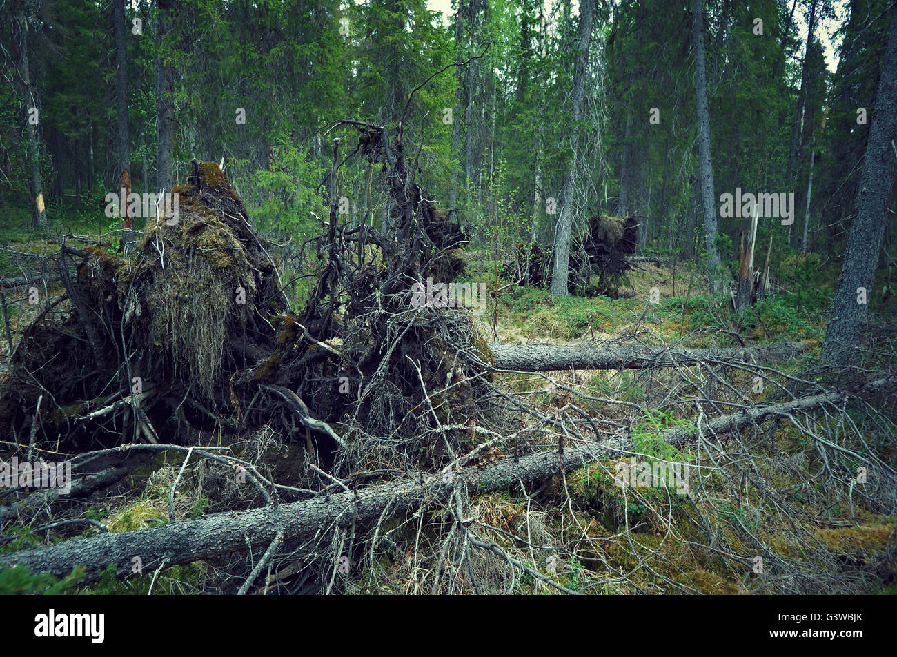 Upprooted spruce tree in the forest.Roots of a Dead Tree Stock Photo ...