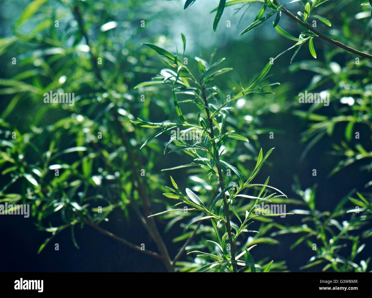 Thickets of spring willow against a dark background.Shallow depth-of ...