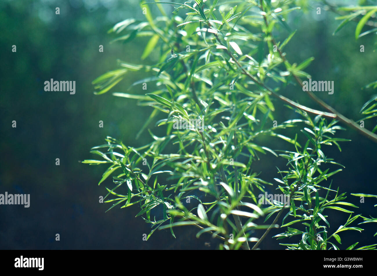 Thickets of spring willow against a dark background.Shallow depth-of ...