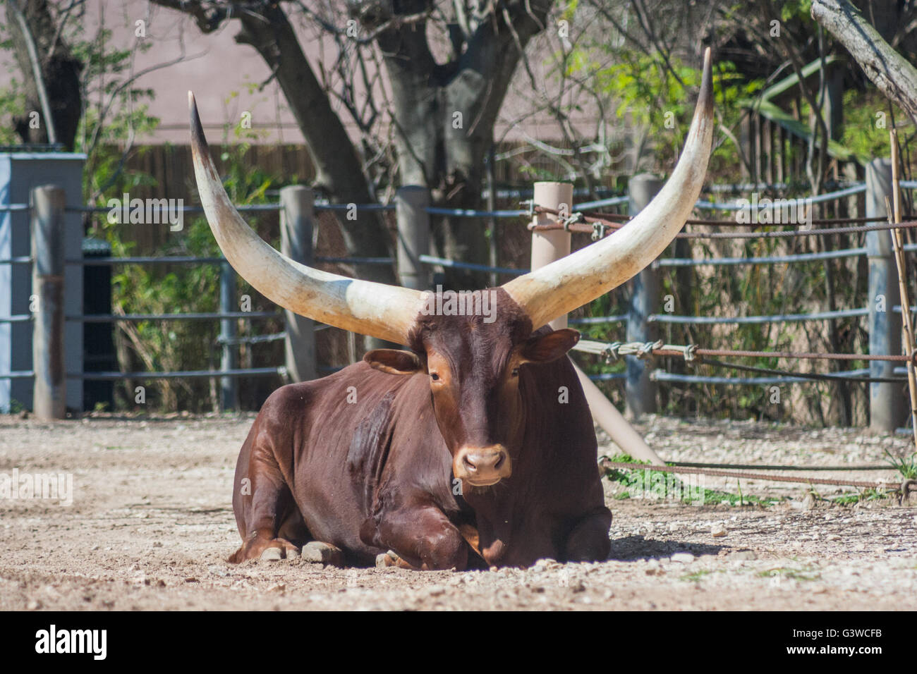 Ankole-Watusi longhorn bull from Africa Stock Photo - Alamy