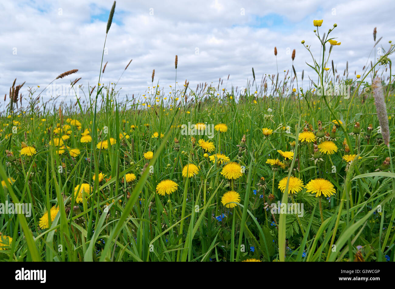 Russian meadow with dandelions and Timothy-grass .Arkhangelsk region ...