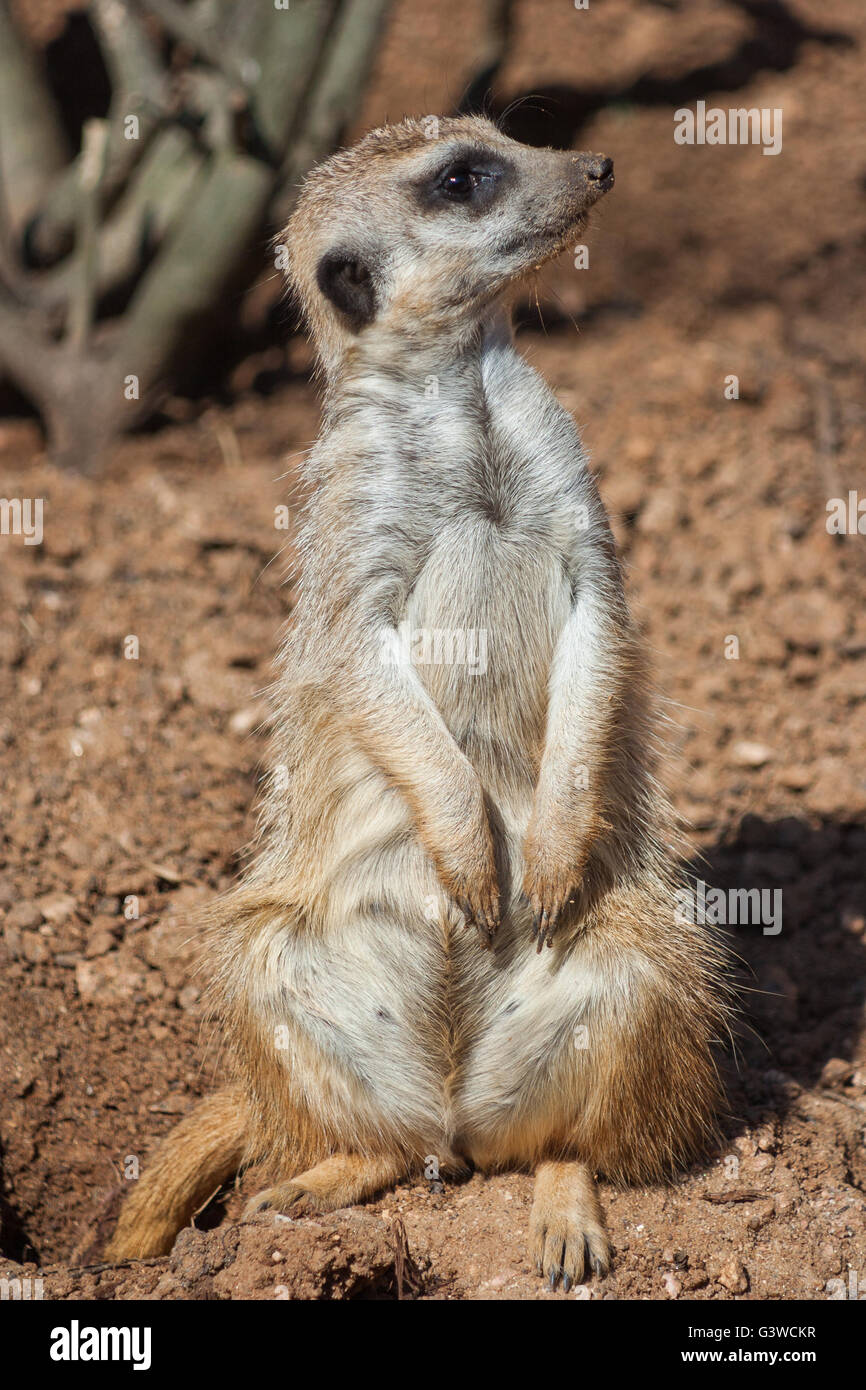 Meerkat standing alert in the desert environment Stock Photo - Alamy
