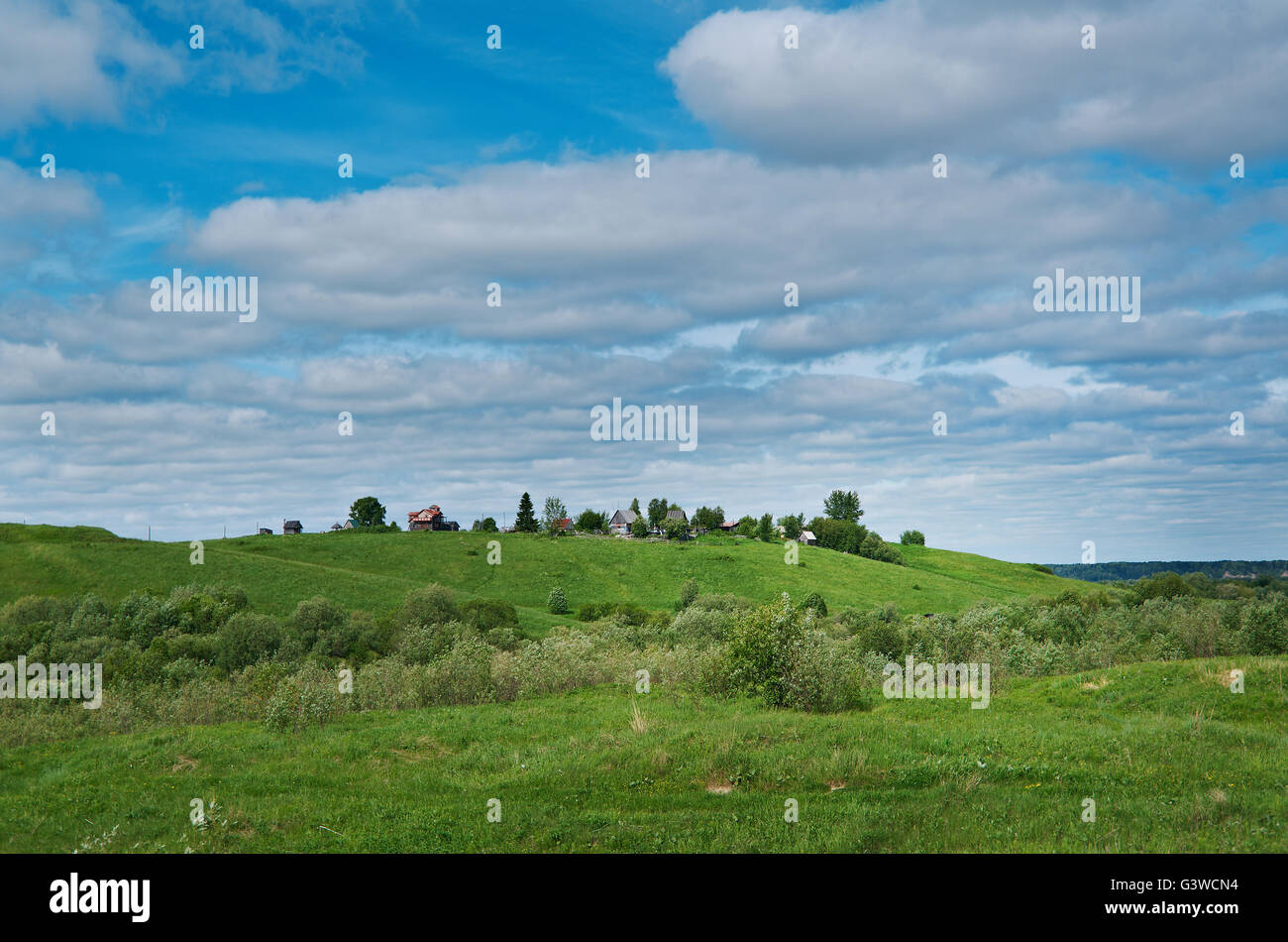 Russian spring meadow with flowers.Arkhangelsk region. Russian North ...