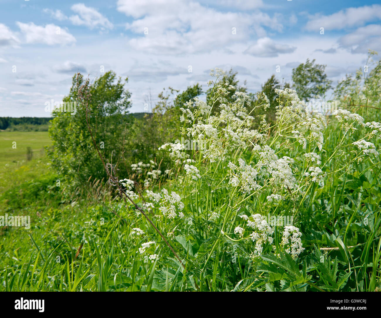 Russian spring meadow with flowers.Arkhangelsk region. Russian North ...