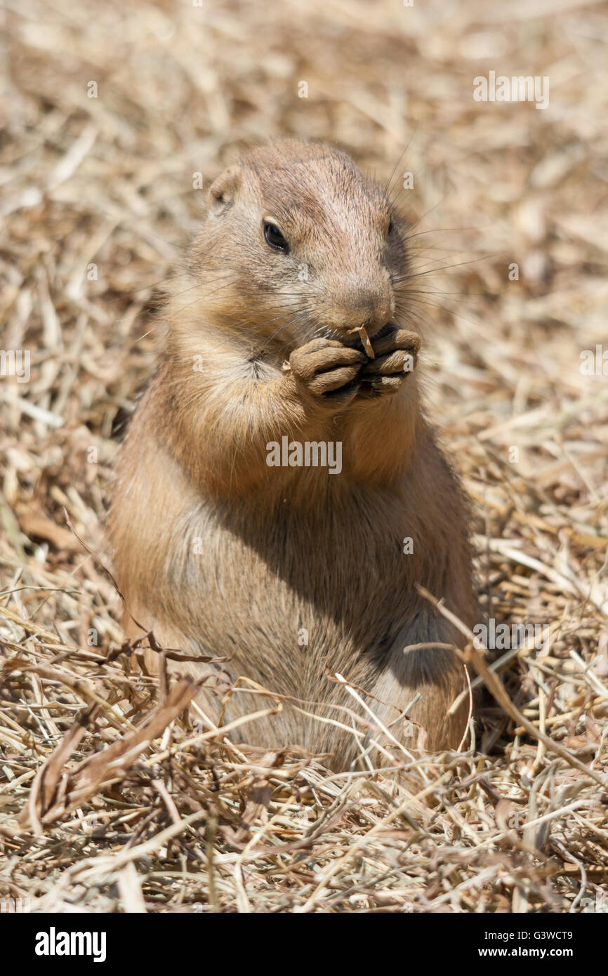 Ground squirrel also known as Spermophilus in its natural habitat Stock ...