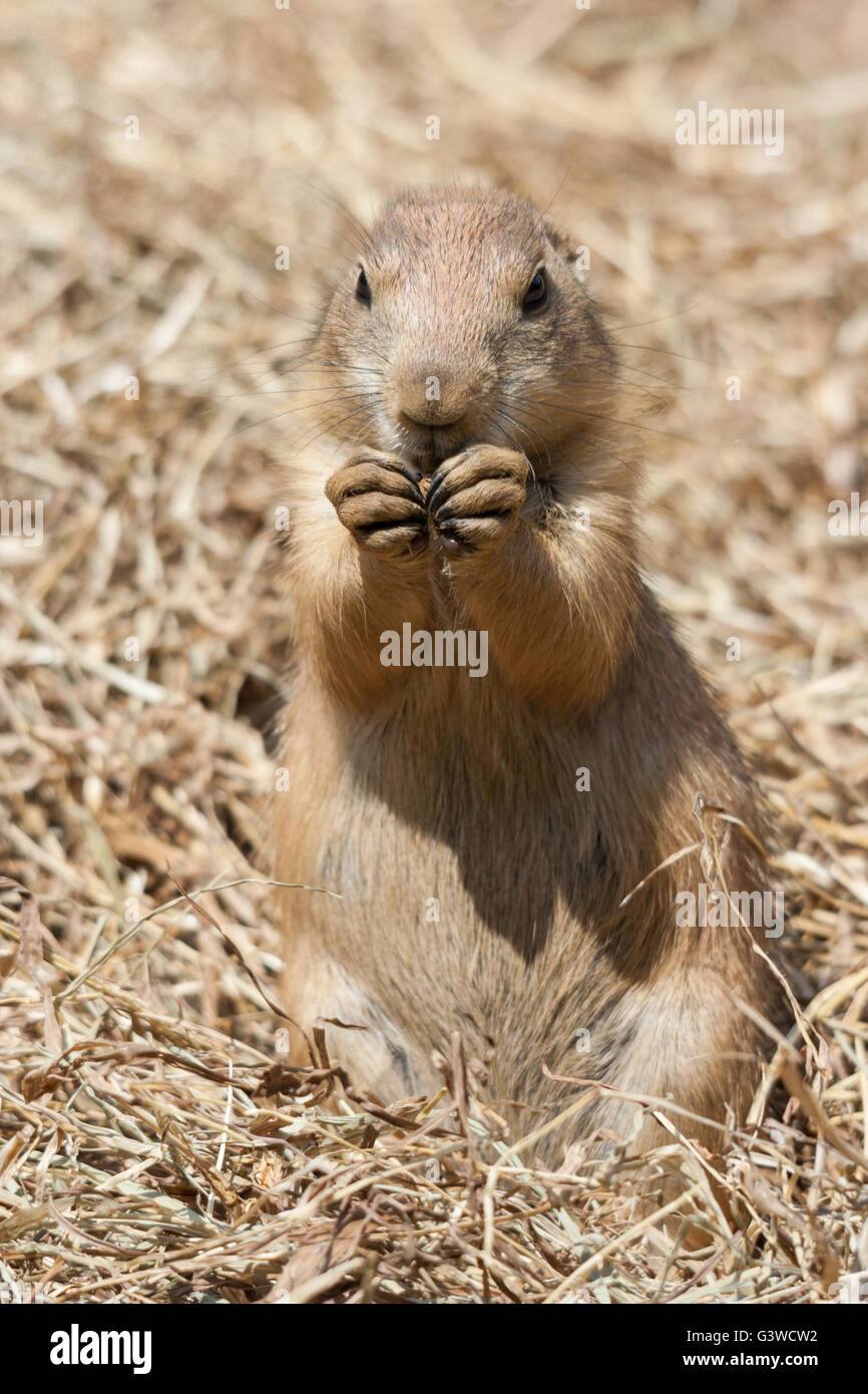 Ground squirrel also known as Spermophilus in its natural habitat Stock ...