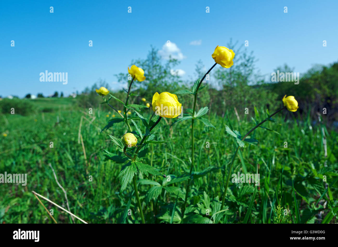 Russian spring meadow.Trollius europaeus Stock Photo - Alamy