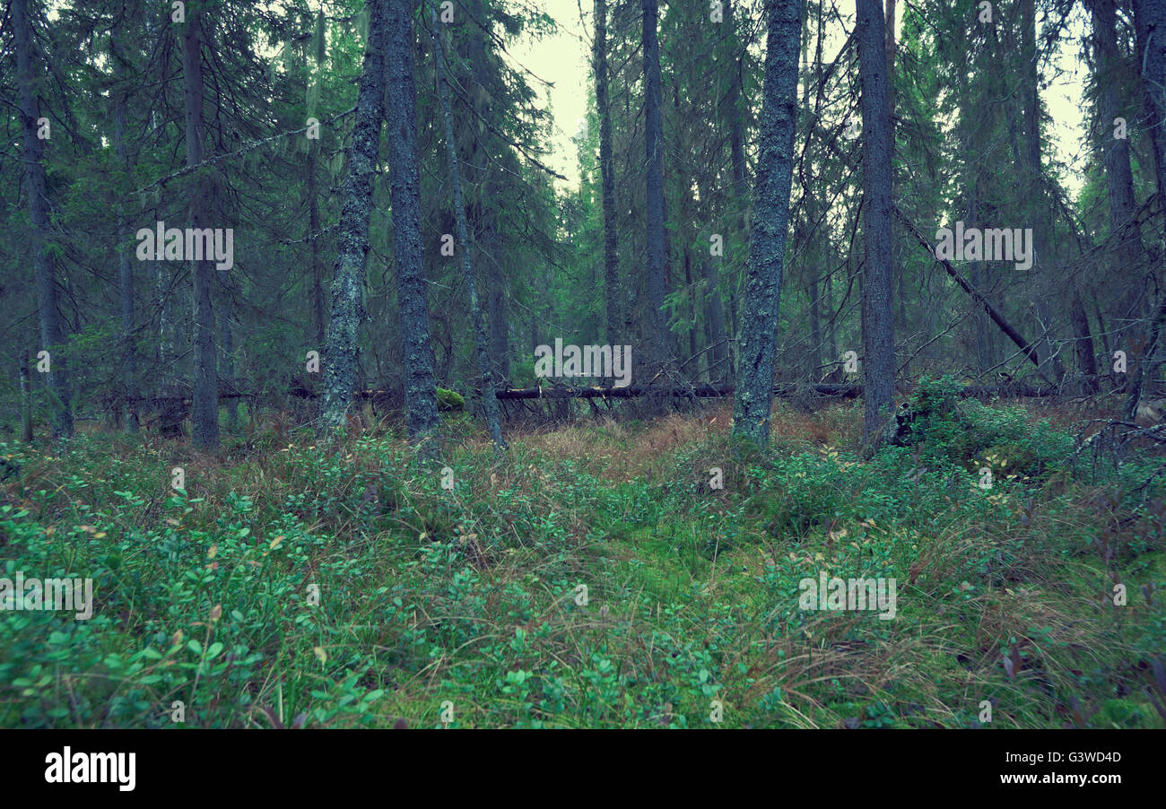 Taiga environment hi-res stock photography and images - Alamy