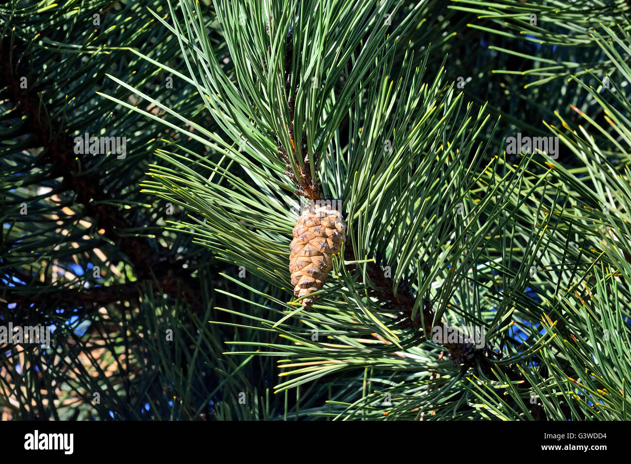 Pinus mugo. Needles and buds close up Stock Photo - Alamy