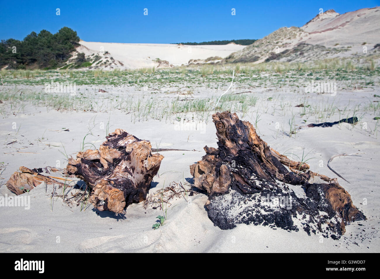 Dead trees on sandy beach with pine trees on ridge Dune of Pyla ...