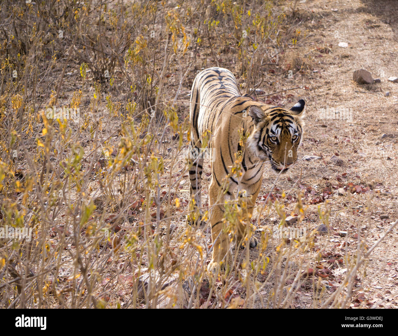 Tiger in bushes hi-res stock photography and images - Alamy