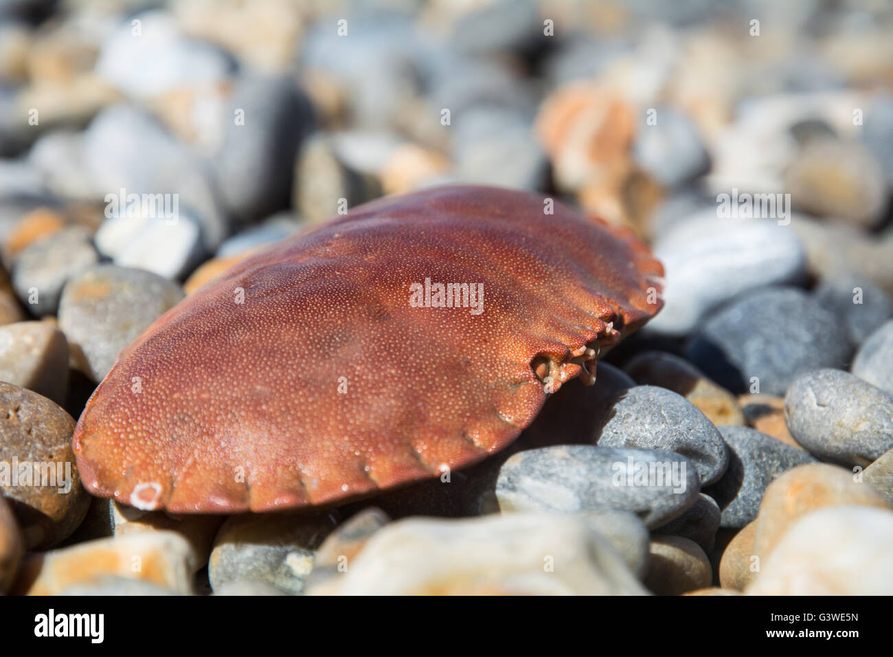 English empty crap shell hi-res stock photography and images - Alamy