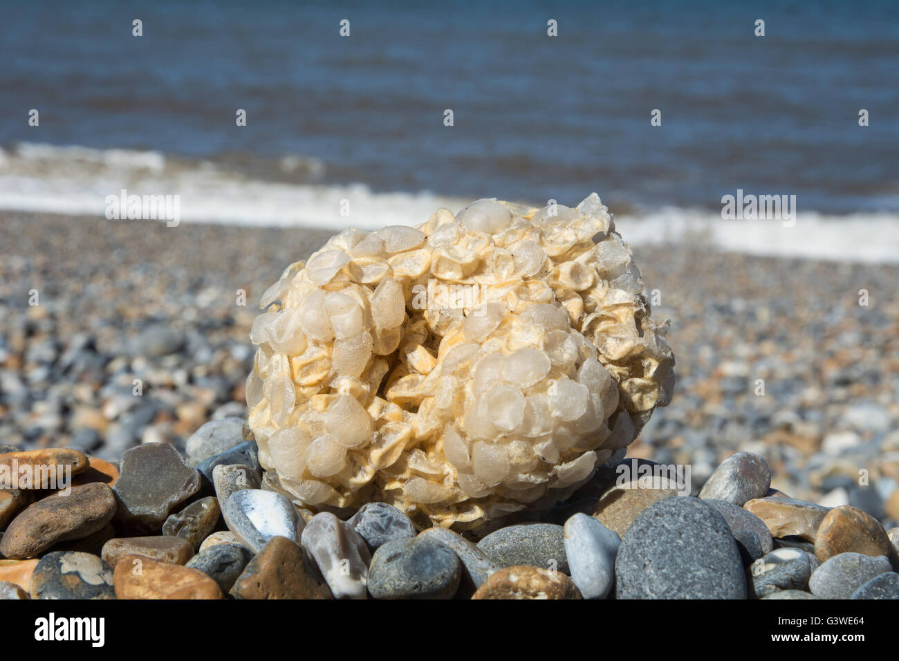 3 colour seaweed hi-res stock photography and images - Alamy