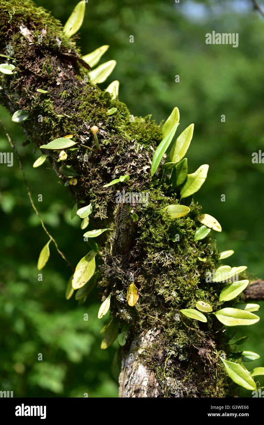 Microspur hi-res stock photography and images - Alamy