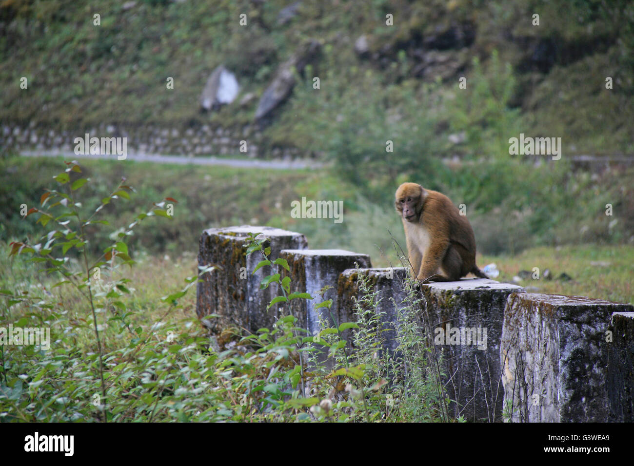 Monkey in the countryside between Thimphu and Gangtey (Bhutan Stock ...