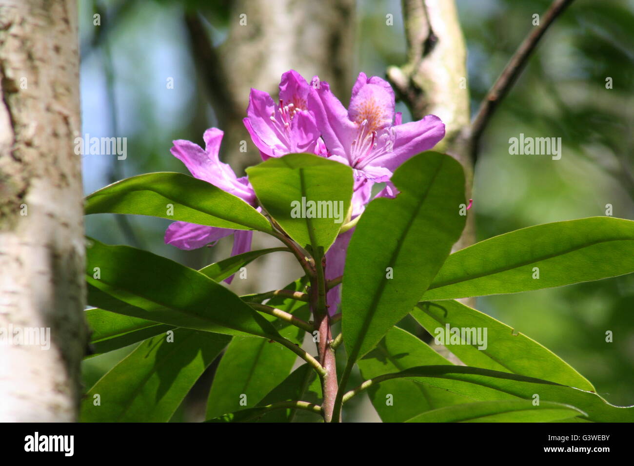 Highdown flower hi-res stock photography and images - Alamy