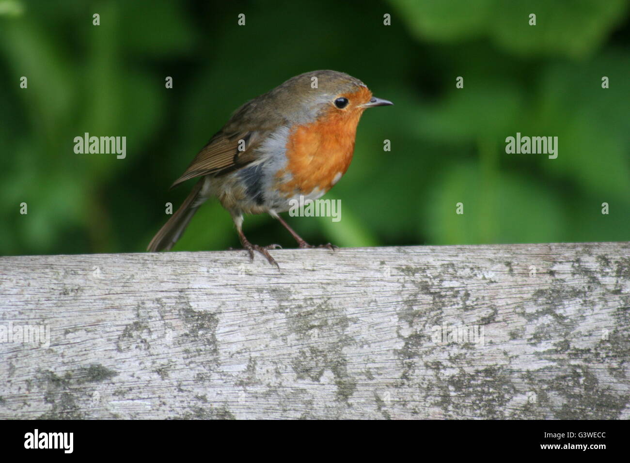 Robin swan hi-res stock photography and images - Alamy