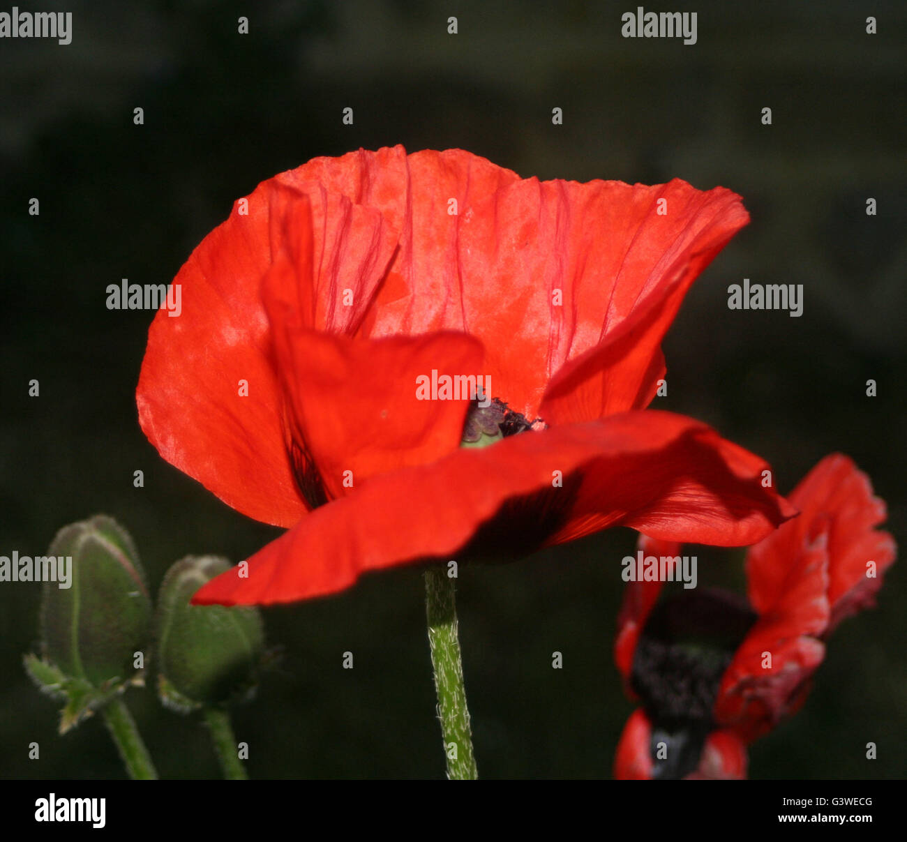 Seed packet pictures hi-res stock photography and images - Alamy
