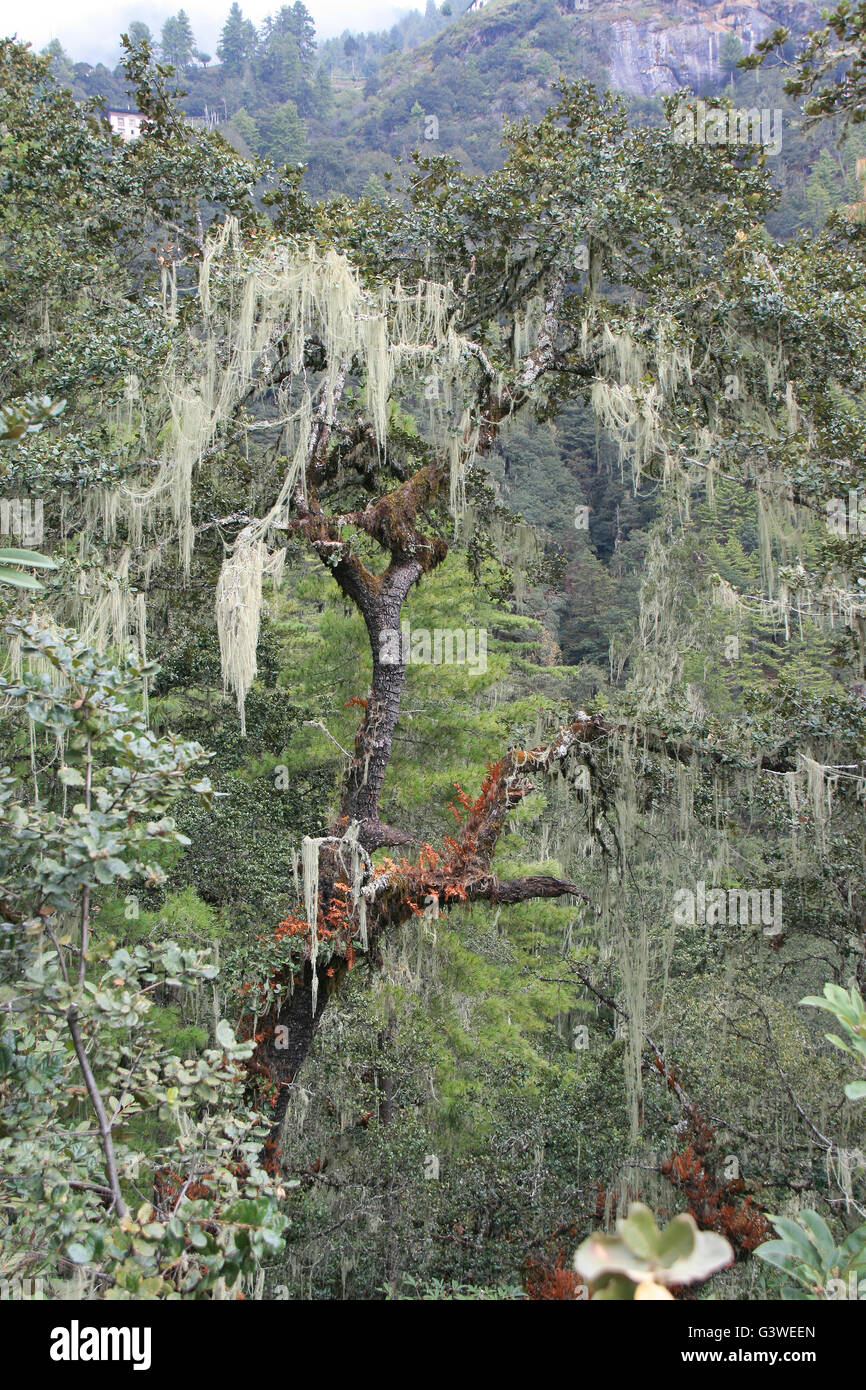 Forest closed to Paro (Bhutan Stock Photo - Alamy