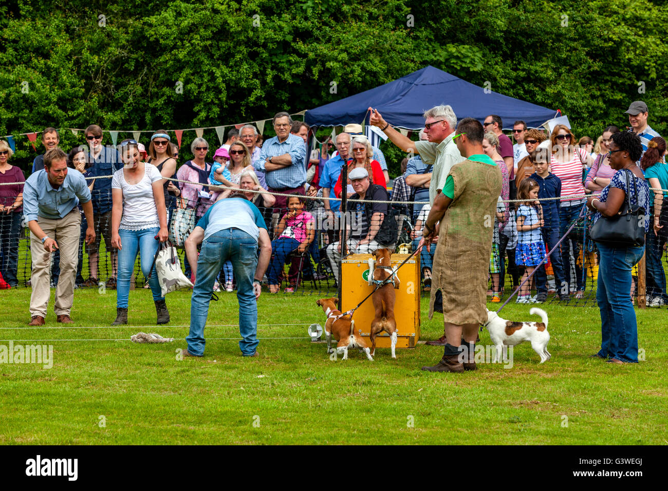 Terrier Racing At The Medieval Fair Of Abinger, Surrey, UK Stock Photo ...