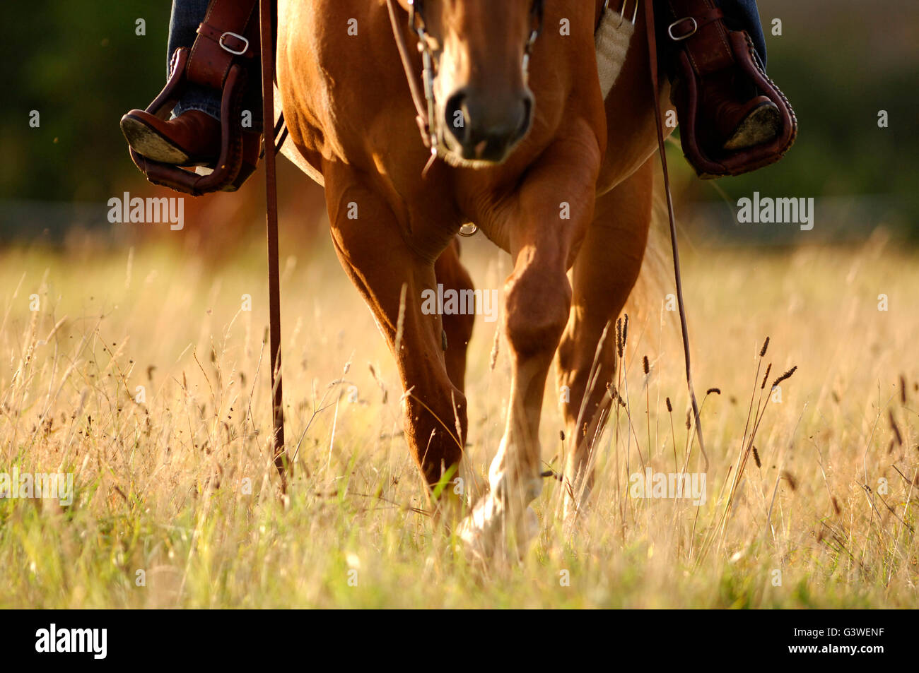 Professional woman riding western style on american quarter horse out ...