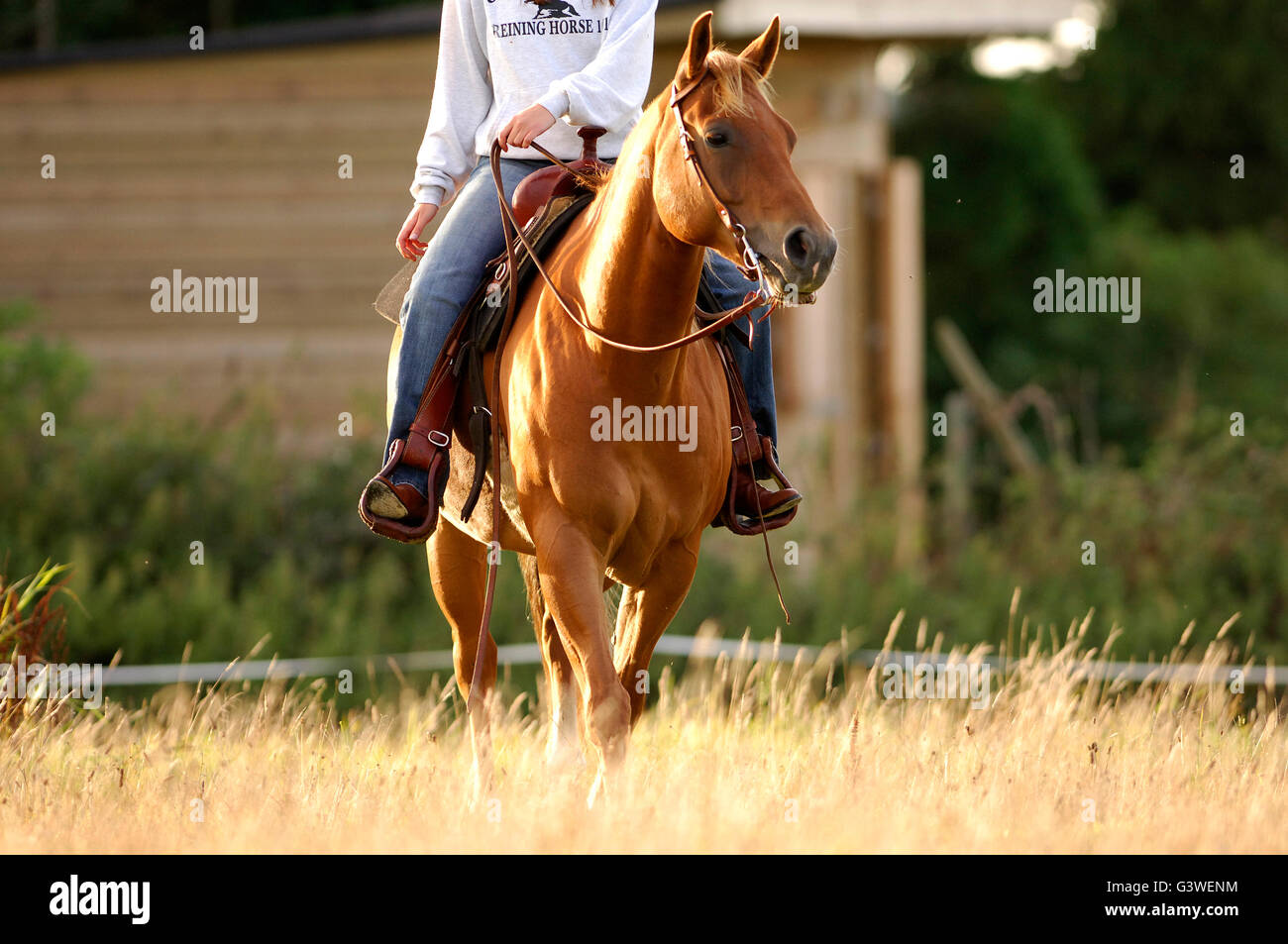 Professional woman riding western style on american quarter horse out ...