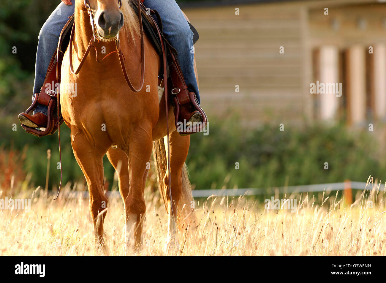 Professional woman riding western style on american quarter horse out ...