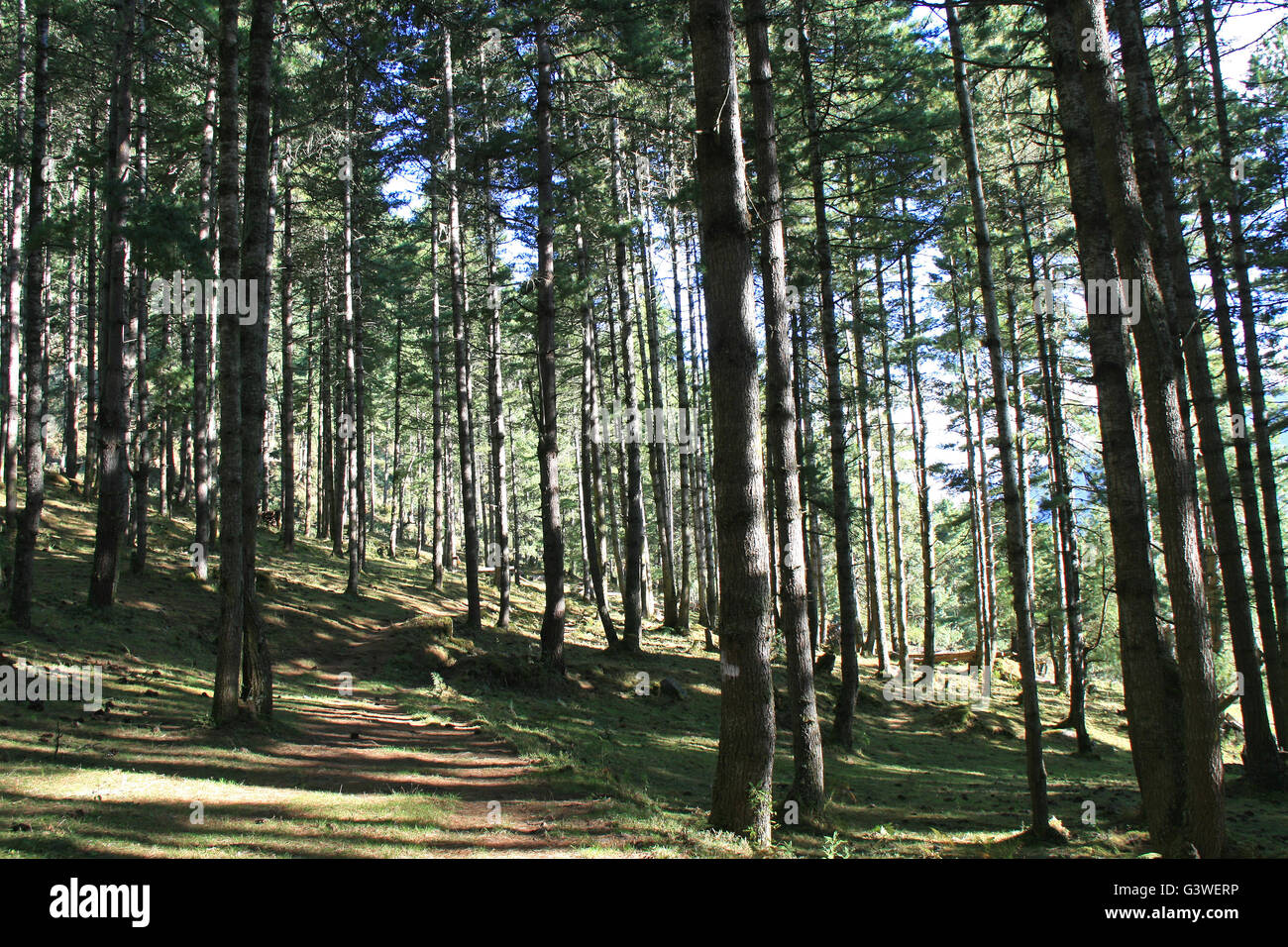 Forest closed to Gangtey (Bhutan Stock Photo - Alamy