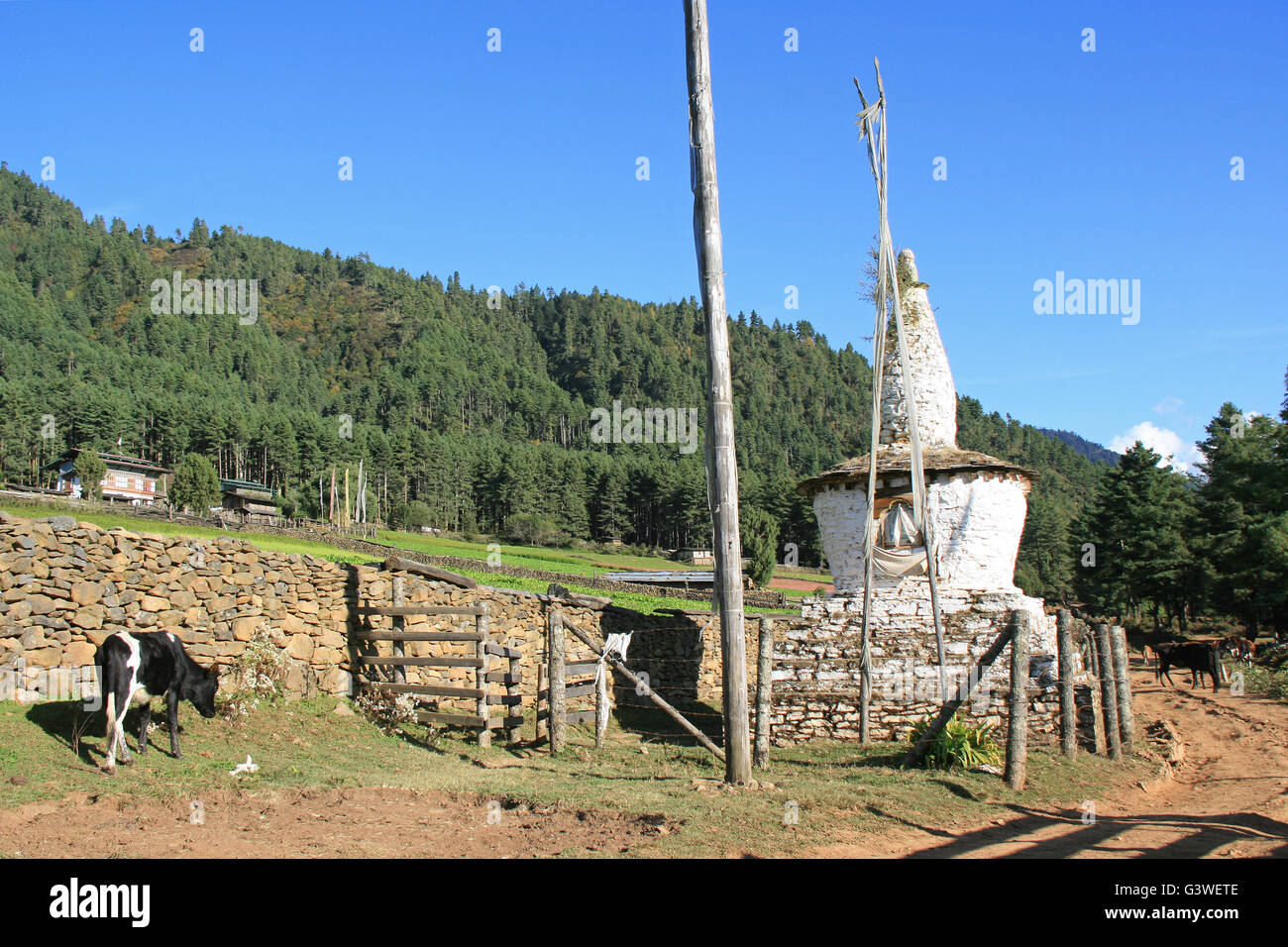 Stupa and cows in the countryside around Gangtey (Bhutan Stock Photo ...