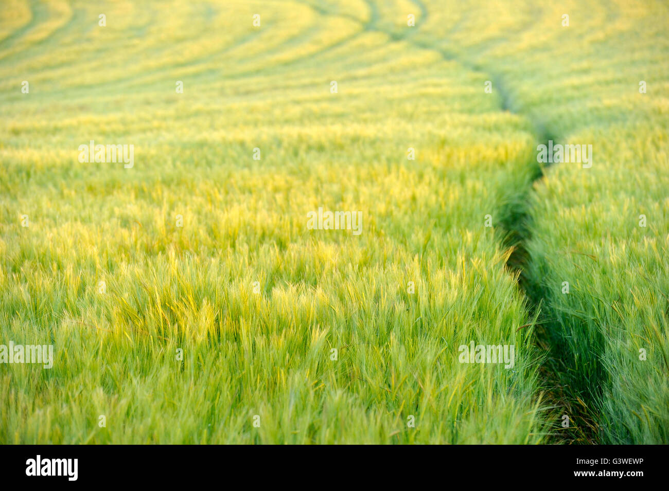Pathway through cornfield hi-res stock photography and images - Alamy