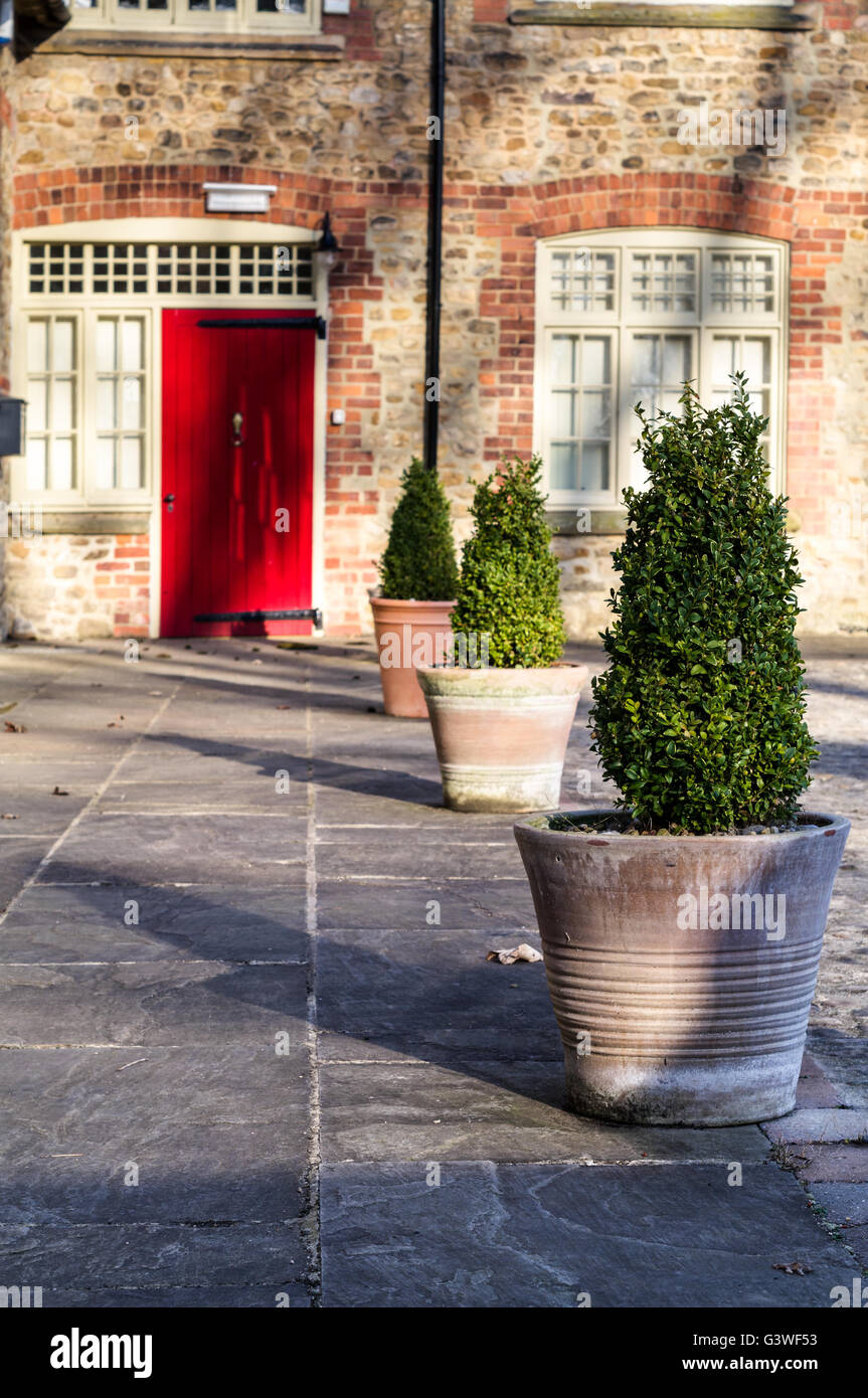 Clipped box trees in traditional terracotta pots Stock Photo - Alamy