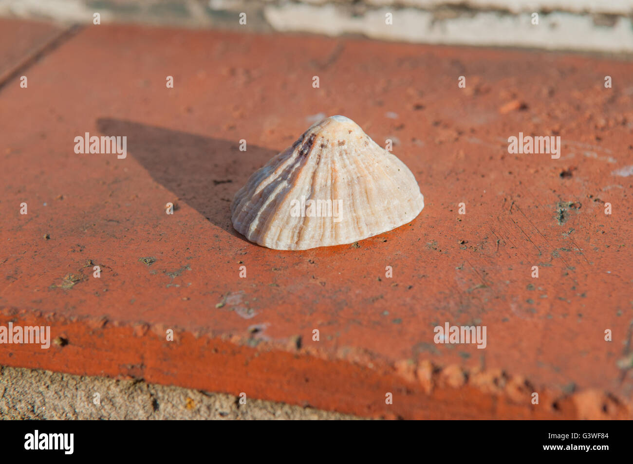 Sea shell on a brick background in sunlight Stock Photo - Alamy