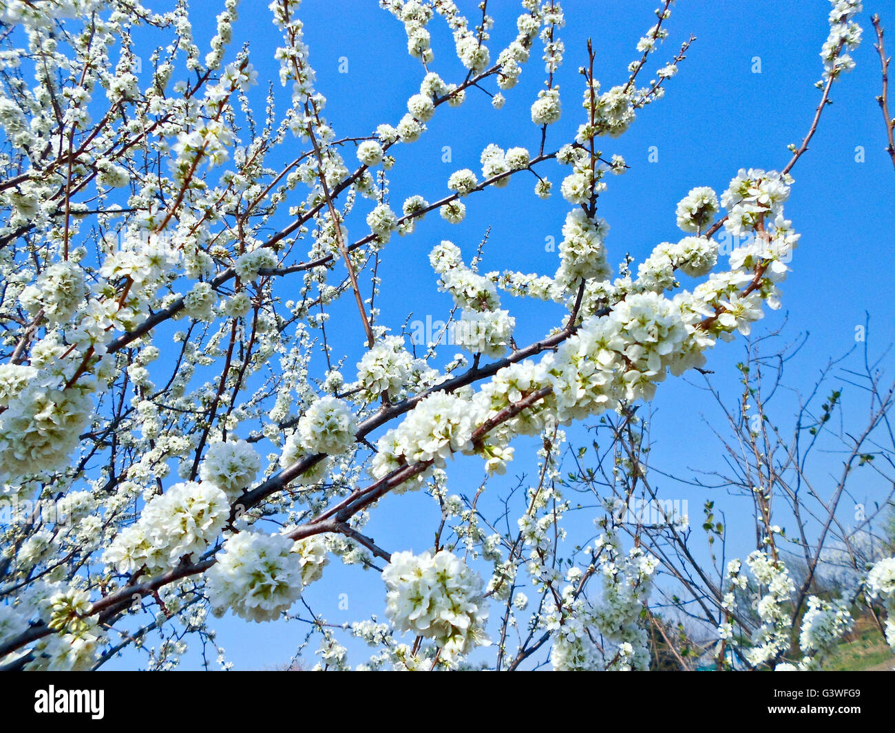flowering plum tree Stock Photo - Alamy