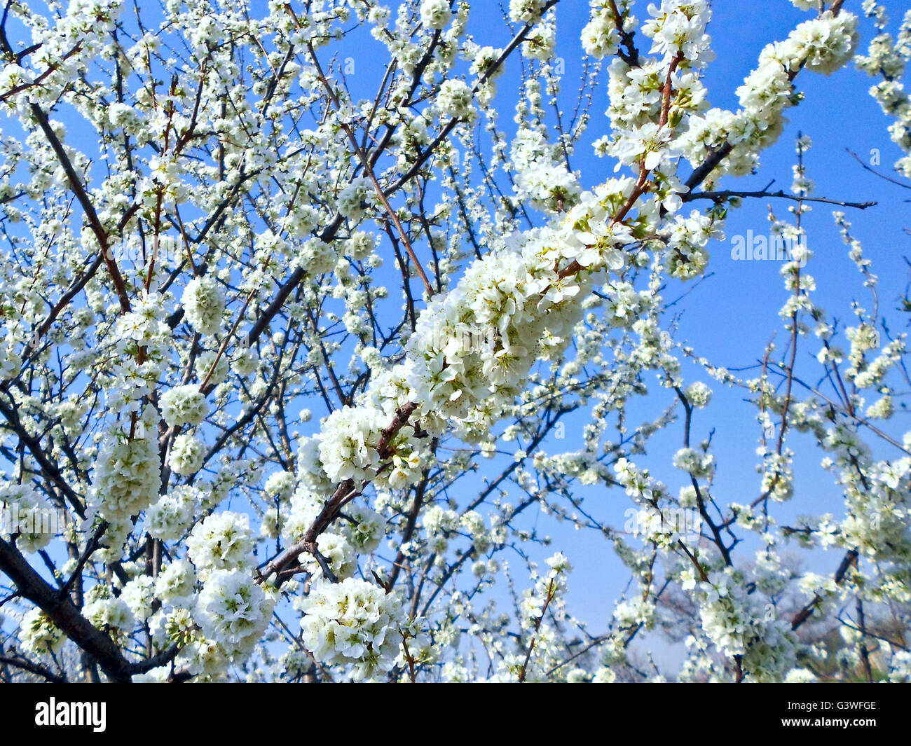 flowering plum tree Stock Photo - Alamy