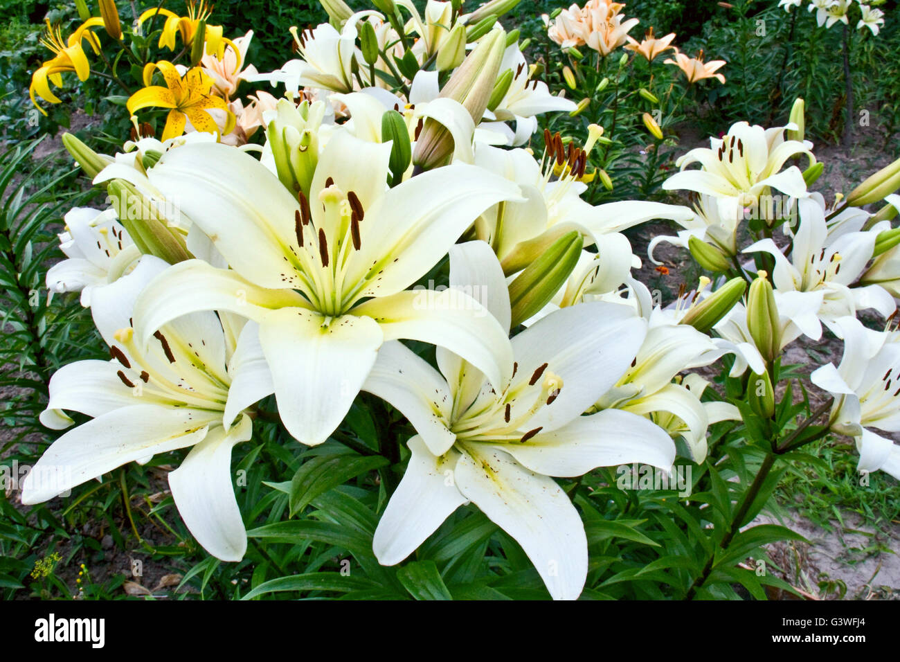 Graceful lily flowers - Lilium Stock Photo - Alamy