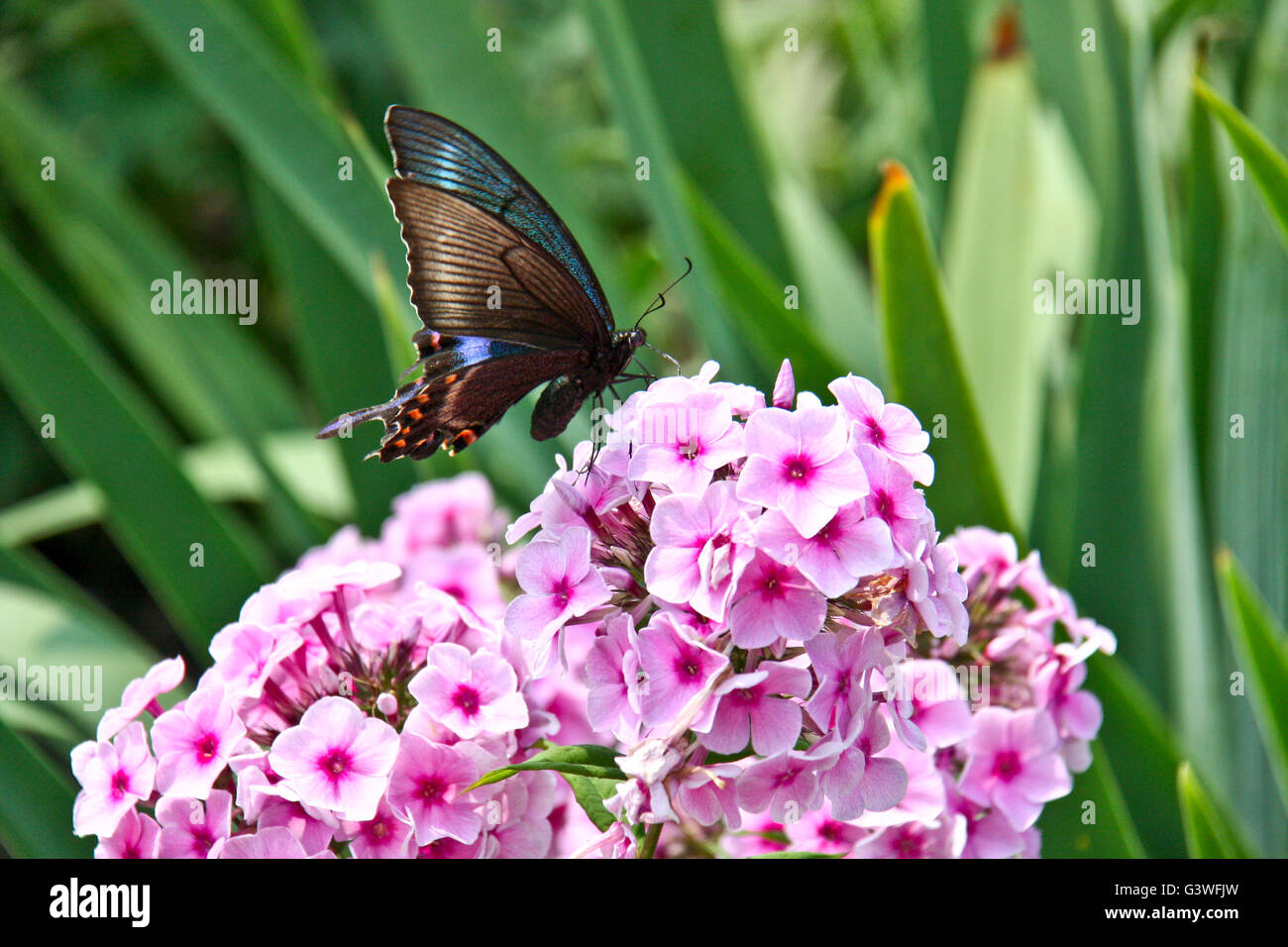 Iridescence animals hi-res stock photography and images - Alamy