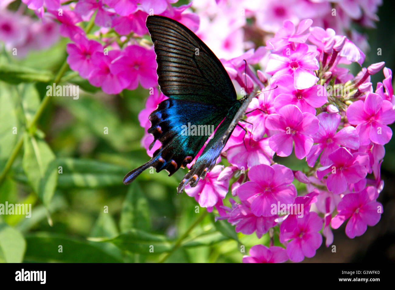 Bright pearl iridescence on the wings of a butterfly Stock Photo - Alamy