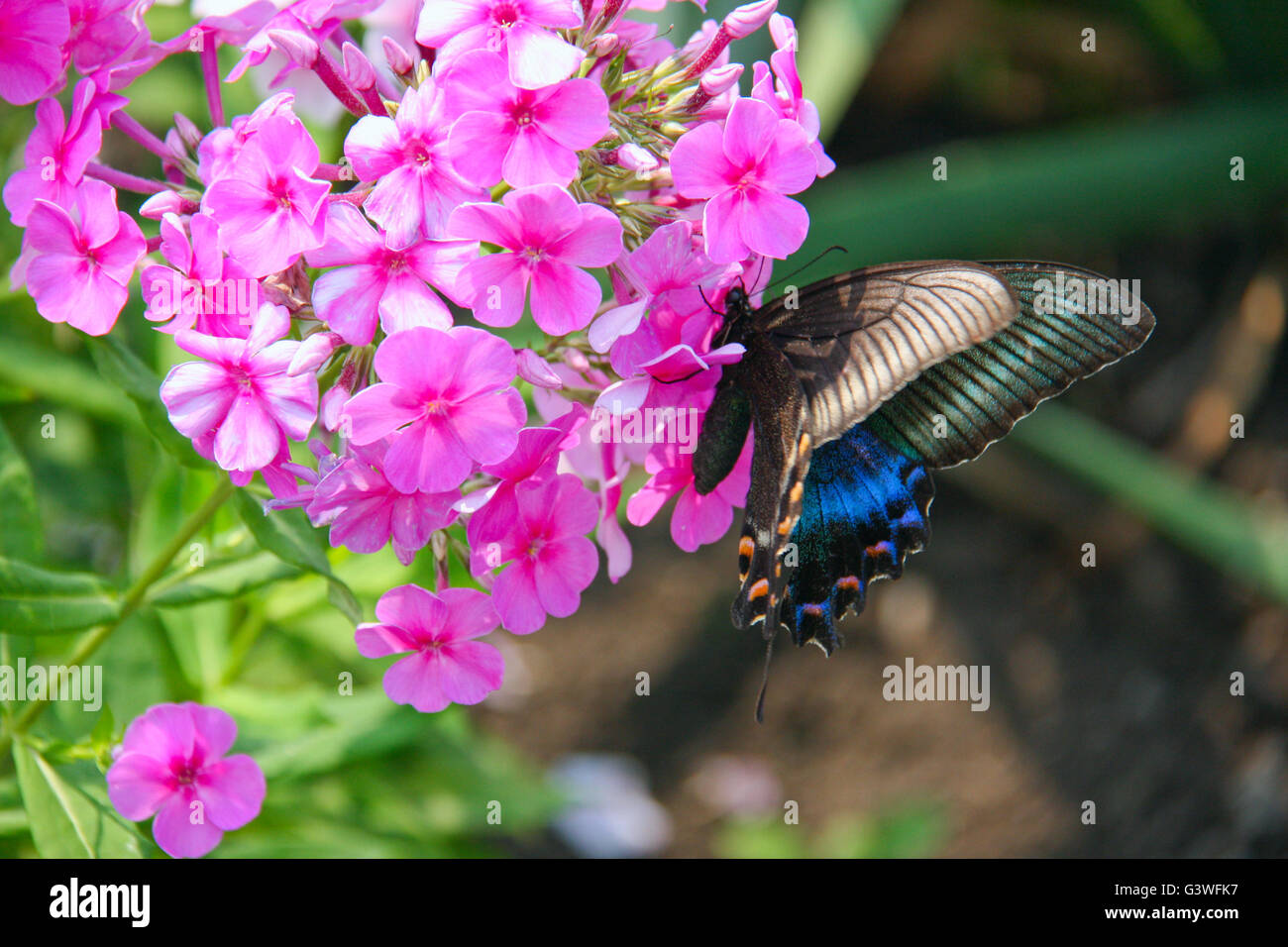 Iridescence animals hi-res stock photography and images - Alamy