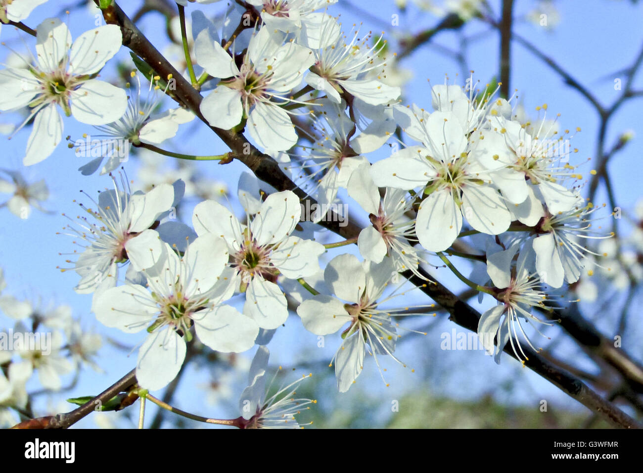 flowering plum tree Stock Photo - Alamy