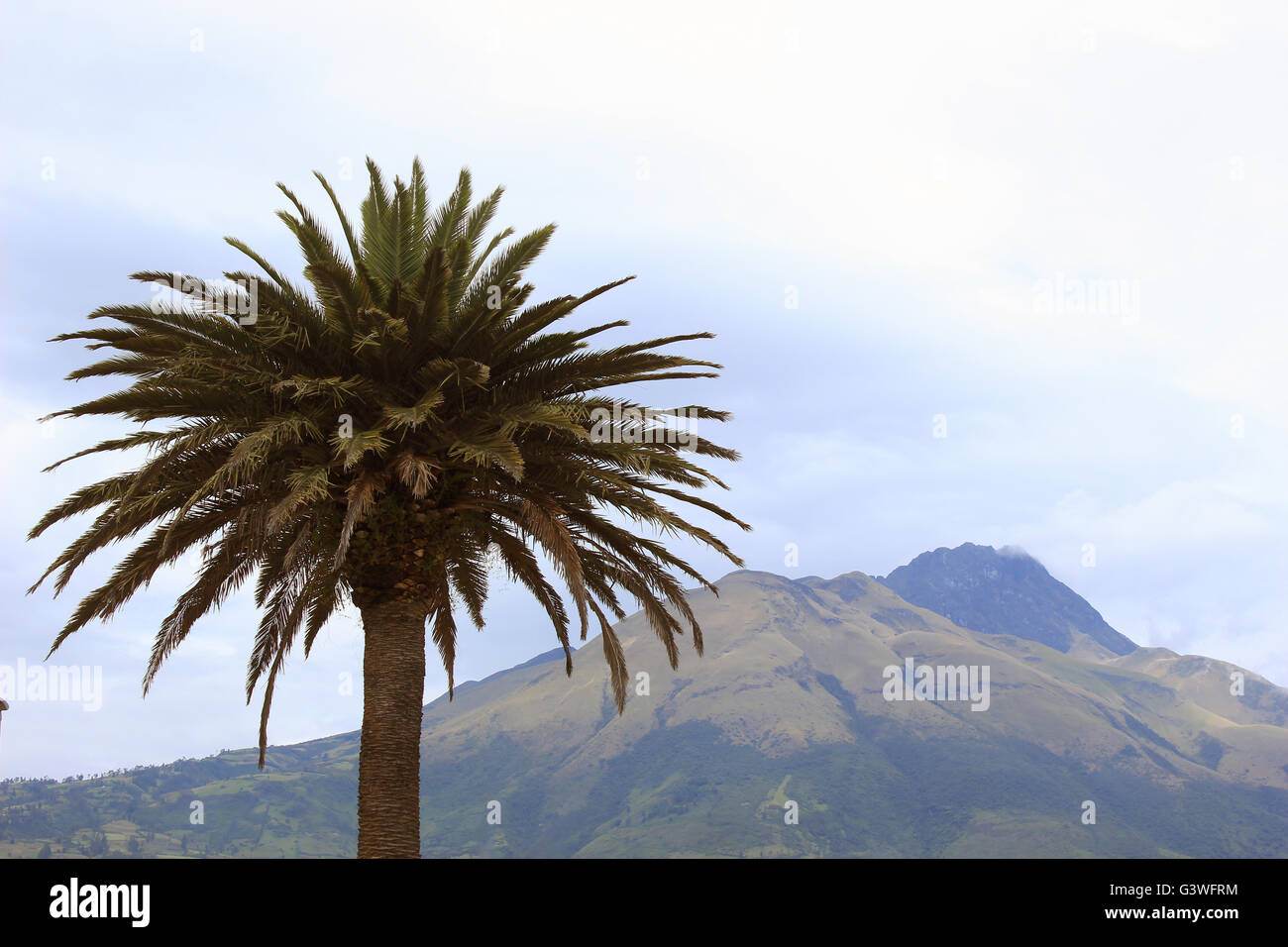 A palm tree in a park in Ibarra, Ecuador with the volcano, Mount ...